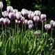 Blueberry Swirl Tulips - 20 Bulbs - Blue-Purple & White Flowers ...