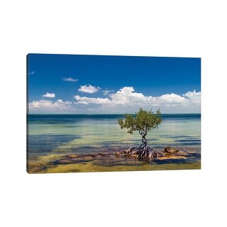iCanvas "Single Mangrove tree in the Gulf of Mexico in the Florida Keys ...
