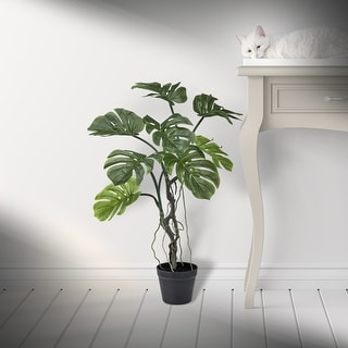 Potted Pu Monstera Plant 28" - Bed Bath & Beyond - 39942615