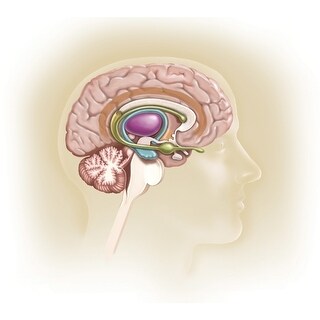 Sagittal View Of Human Brain Showing The Limbic . Poster Print By ...