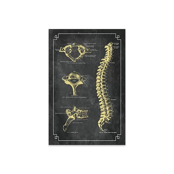 Bones Of The Spine Print On Acrylic Glass by ChartSmartDecor - Bed Bath ...
