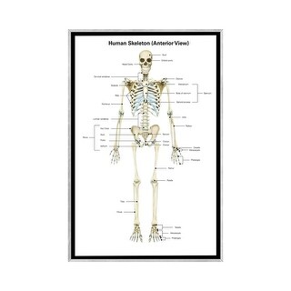 iCanvas "Anterior View Of Human Skeletal System, With Labels" by Alan ...