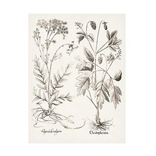 Basilius Besler 'Sepia Besler Botanicals VIII' Canvas Art - Bed Bath ...