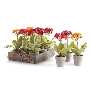 Mini Primula Potted 7.5" Set of 12 - Bed Bath & Beyond - 39767034