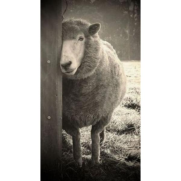 Pendleton Smith Rock Throw - Bed Bath & Beyond - 35453523