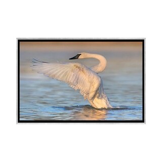 iCanvas "Trumpeter Swans Flapping, Magness Lake, Arkansas" by Tim ...