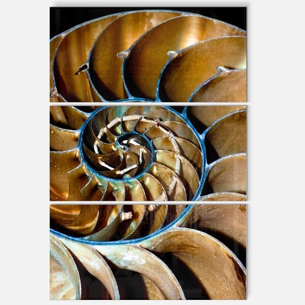 Brown Large Nautilus Shell - Abstract Art Glossy Metal Wall Art - Bed ...