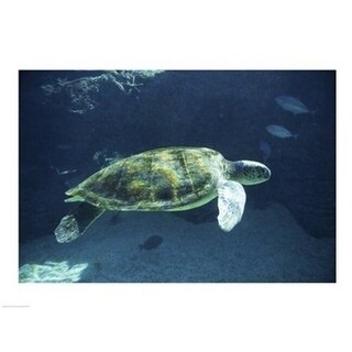 Green Sea Turtle Poster Print (24 X 18) - Bed Bath & Beyond - 36323454