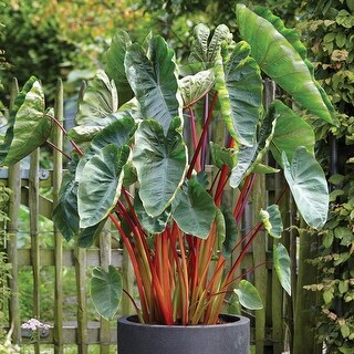 Van Zyverden Elephant Ears Hawaiian Punch Set of 1 Bulbs - Bed Bath ...