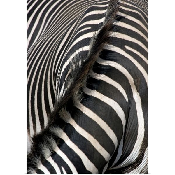 zebra mane