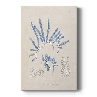 Blue Marine Algae II Premium Gallery Wrapped Canvas - Ready to Hang ...