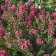 Bloomables Crape Myrtle Bellini Raspberry 2 qt Stadium pot by Van ...