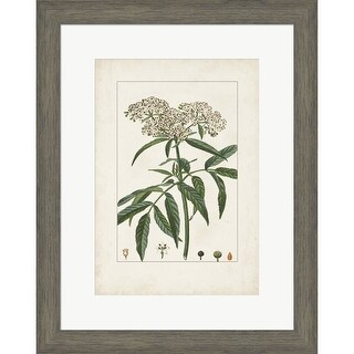 Pierre Jean Francois Turpin 'Antique Turpin Botanical VII' Framed Art ...