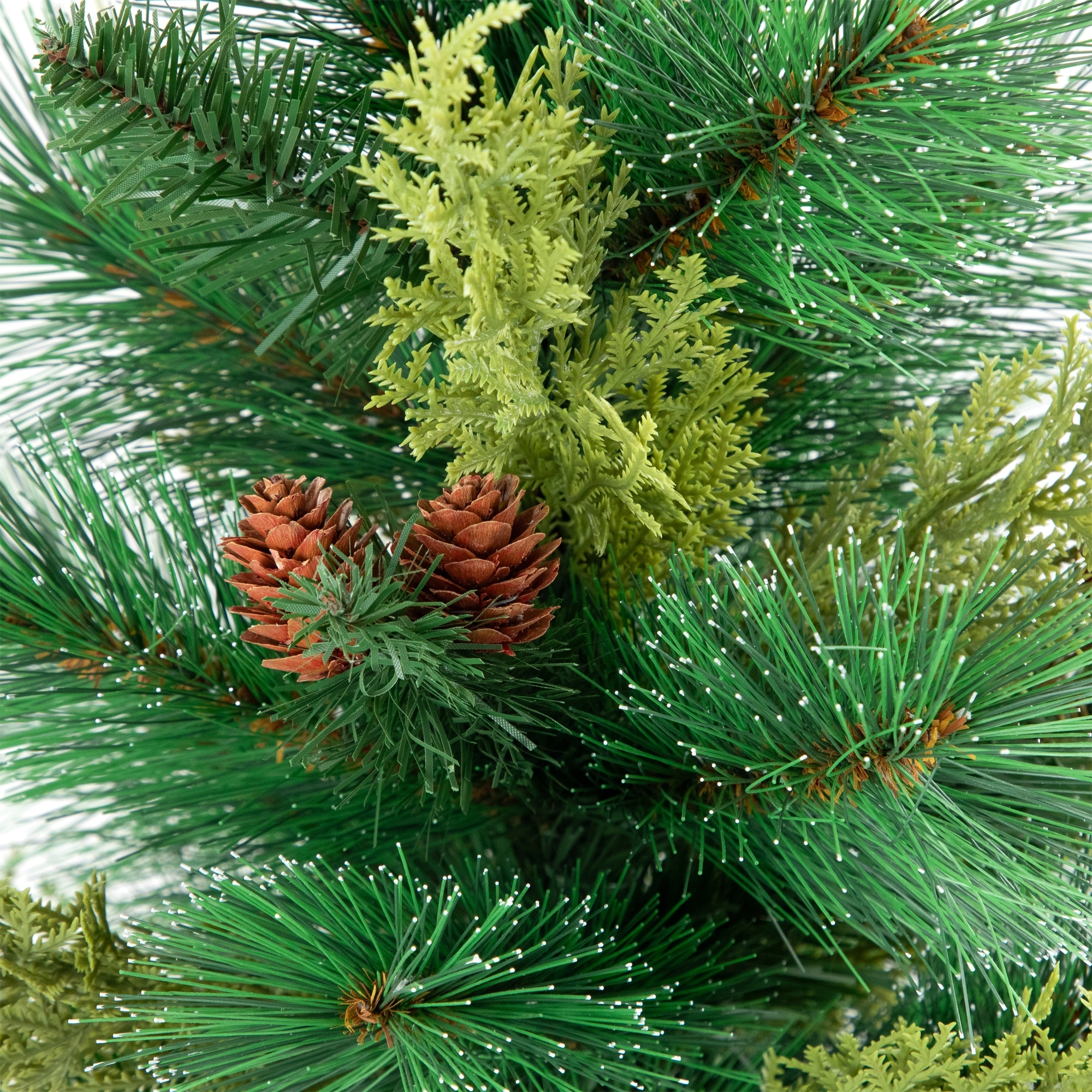 shortleaf pine christmas tree