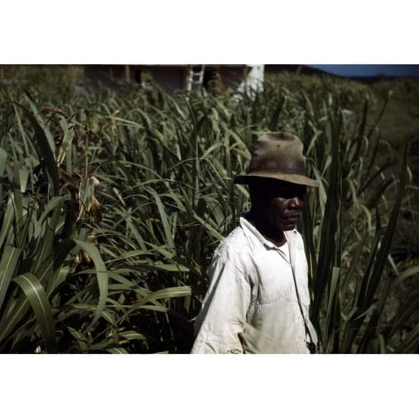 Puerto Rico Tenant Farmer In A Sugar-Cane Field History - Bed Bath ...