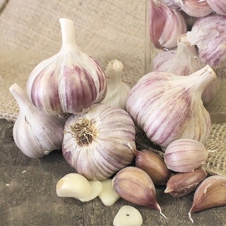 Van Zyverden Garlic Rocambole German Red Set of 3 Cloves - Bed Bath ...