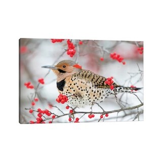 iCanvas "Male Northern Flicker In Winterberry Bush In Winter, Marion ...