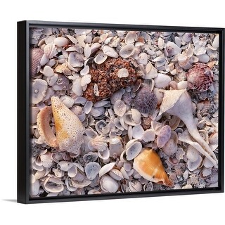 "Florida, Sanibel Island, Gulf of Mexico, Sea shell on the beach" Black ...