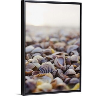 "USA, New York State, East Hampton, Shells on beach" Black Float Frame ...