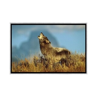 iCanvas "Timber Wolf Adult Howling, Teton Valley, Idaho" by Tom Vezo ...