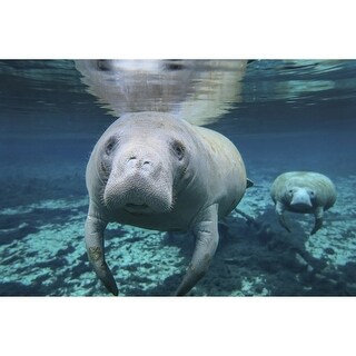 A Pair Of Manatees Swimming In Formation With The Lead Manatee In The ...