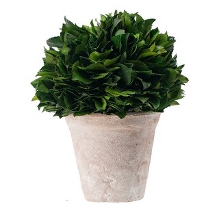 Seasonal Abode Preserved Holly Potted Ball - Bed Bath & Beyond - 36845817