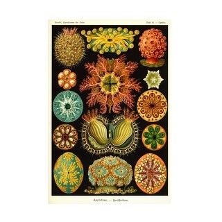 Print Collection 'Ascidiae' Canvas Art - Bed Bath & Beyond - 39535772