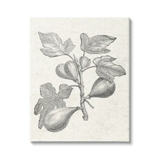 Stupell Vintage Fig Plant Study Drawing Canvas Wall Art by Lil' Rue ...