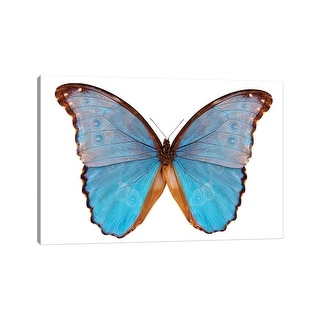 iCanvas "Butterfly Species Morpho Godarti Assarpai" by Paul Rommer ...
