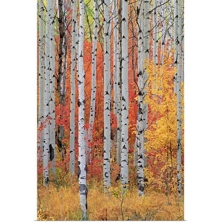 "A forest of aspen and maple trees in the Wasatch mountains, Utah ...