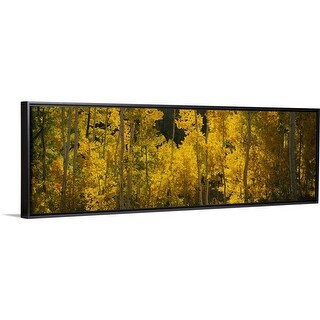 "Aspen trees in a forest Telluride San Miguel County Colorado" Black ...