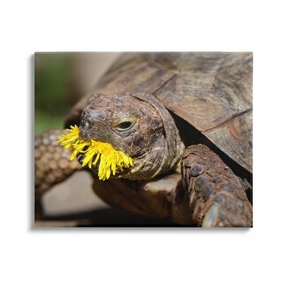 Stupell Turtle Eating Dandelion Canvas Wall Art Design by Jonathan ...