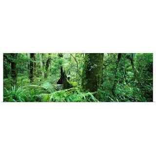 "Trees in a forest, Te Urewera National Park, North Island, New Zealand ...