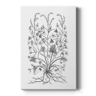 B&W Plant Specimen VIII Premium Gallery Wrapped Canvas - Ready to Hang ...