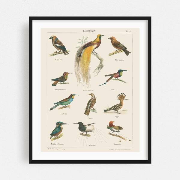 Bird Chart I Illustrations Animals Birds Retro Art Print/Poster - Bed ...