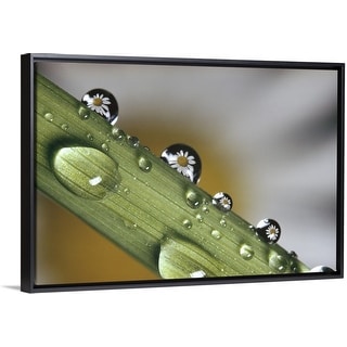 "Dew drops on a stem" Black Float Frame Canvas Art - Bed Bath & Beyond ...