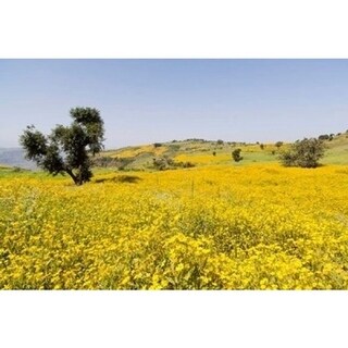 Flower Field Niger Seed Semien Mountains Ethiopia Poster Print By ...