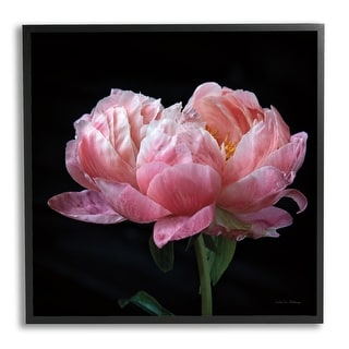 Stupell Blooming Rose on Black Framed Giclee Art Design by Debra Van ...