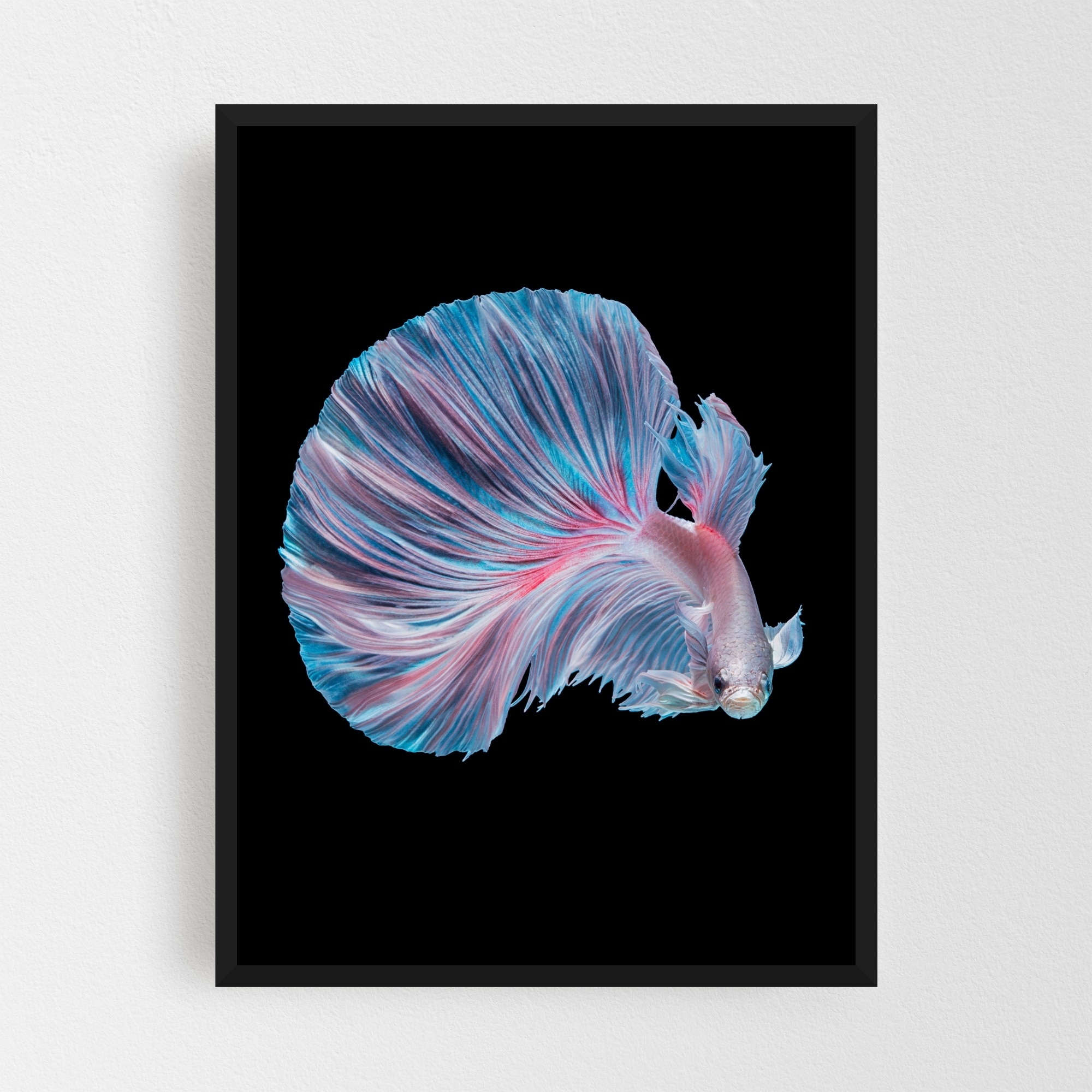 betta fish indo