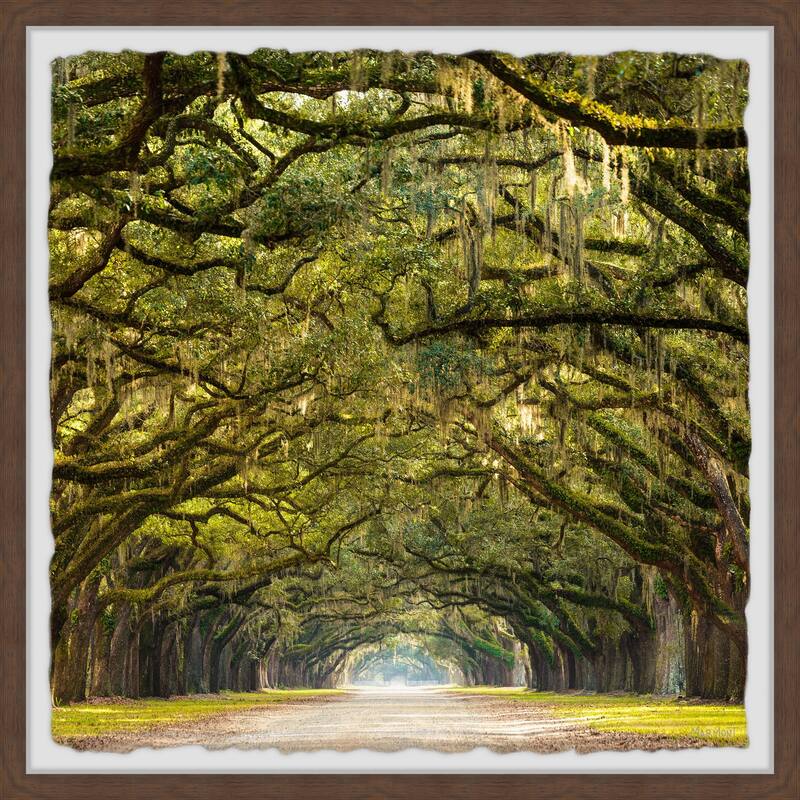 'Canopy of Live Oak Trees' Framed Painting Print - Overstock - 33068864
