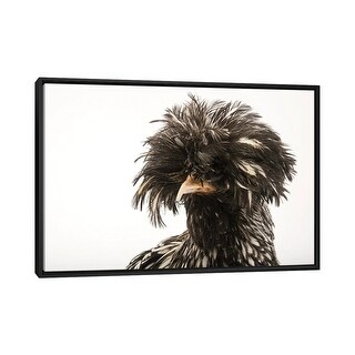 iCanvas "A Silver Crested Polish Chicken At The Knoxville Zoo" by Joel ...