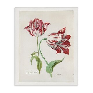 Stupell Classic Tulip Study Canvas Wall Art Design By Jacob Marrel ...