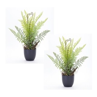 Potted Fern (Set of 2) - Bed Bath & Beyond - 37759435