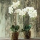 Phalaenopsis Orchid Drop-In 23" - Bed Bath & Beyond - 37624234