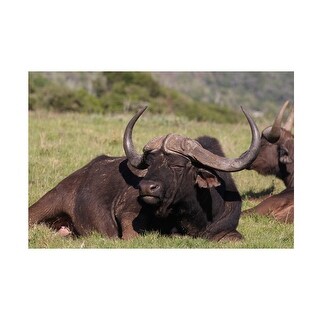 Bob Langrish 'Cape Buffalo 2' Canvas Art - Bed Bath & Beyond - 39538817