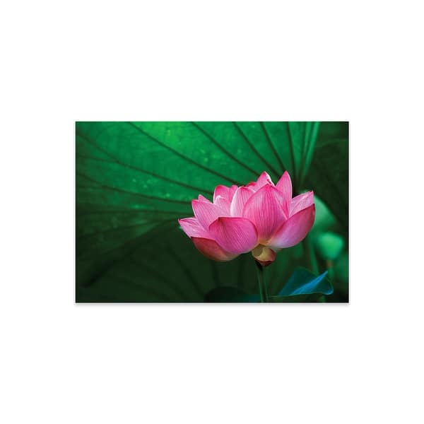 Ohga Lotus, Sankei-en (Sankei Garden), Yokohama, Kanagawa Prefecture ...