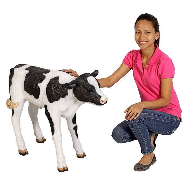 holstein calf size