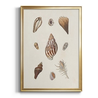 Knorr Shells & Coral IX Premium Framed Print - Ready to Hang - Bed Bath ...