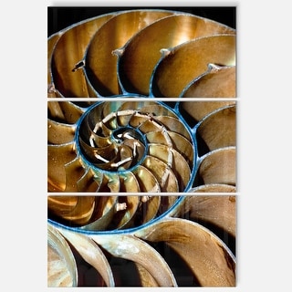 Brown Large Nautilus Shell - Abstract Art Glossy Metal Wall Art - Bed ...