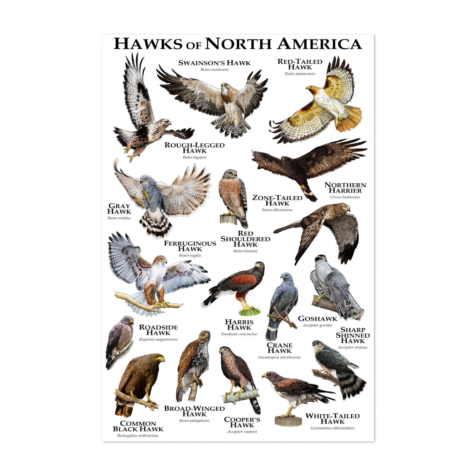 hawks different types